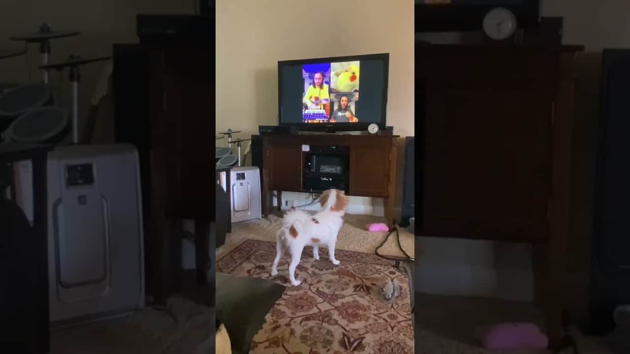 MY DOG COUPER ADDS HIS VOCAL STYLINGS TO KOOKEE KOOKEE by The Kiffness ...